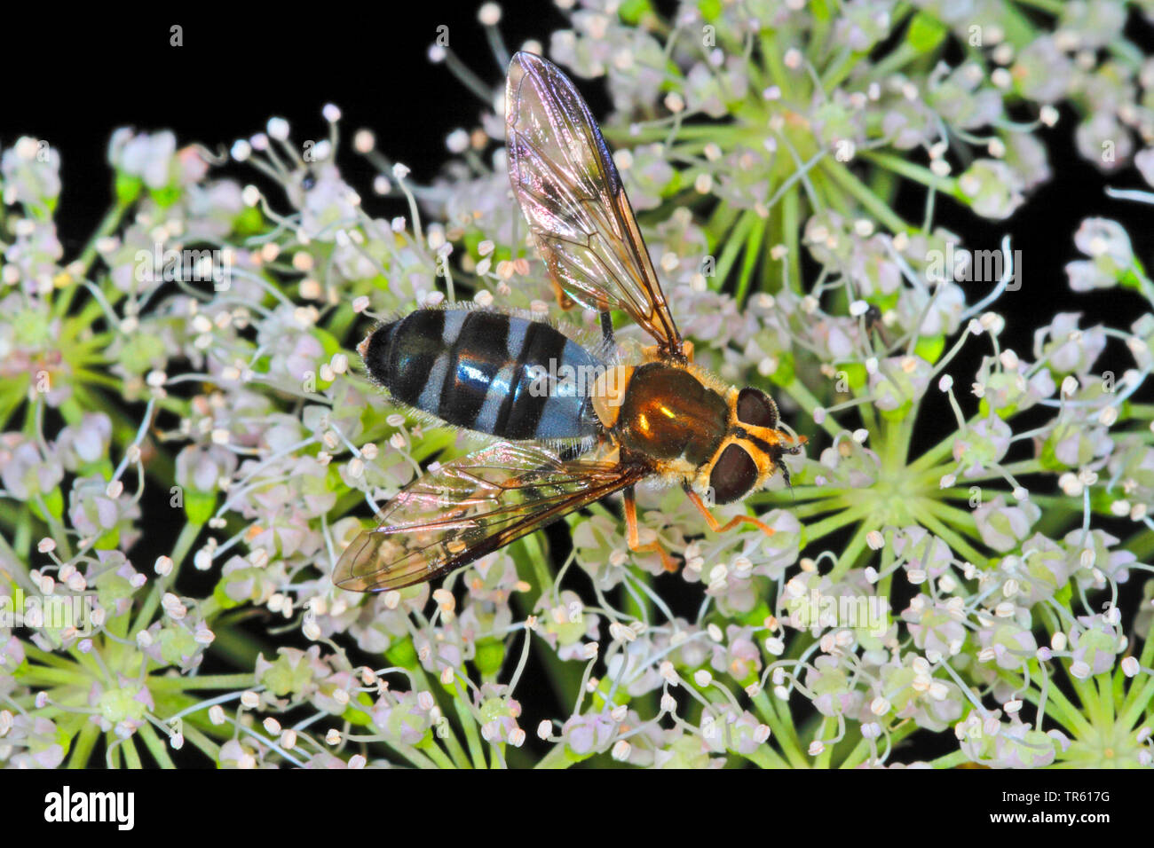 Parsley top view hi-res stock photography and images - Alamy
