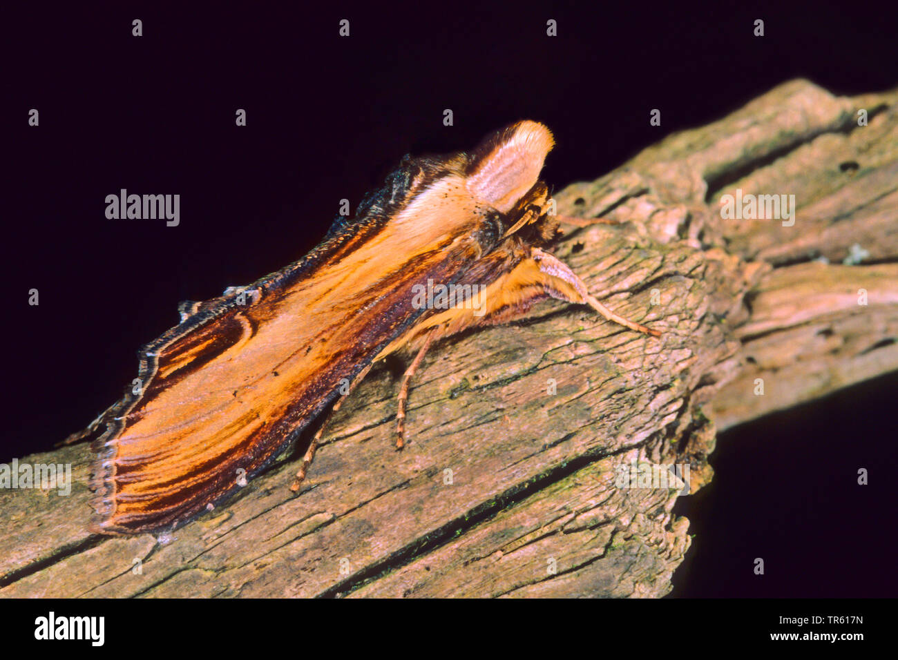 Dead caterpillar hi-res stock photography and images - Alamy