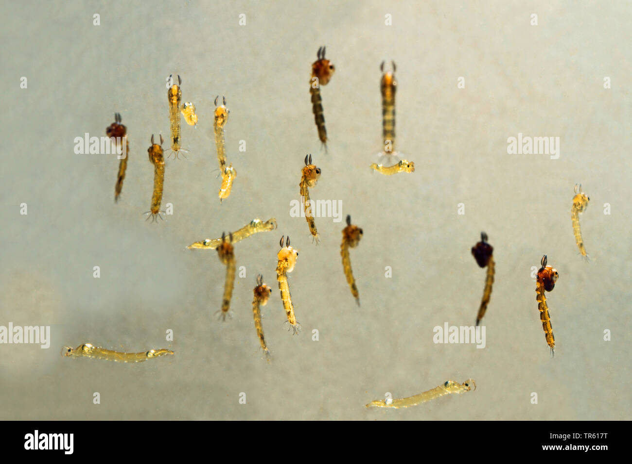 Chaoboridae Larvae