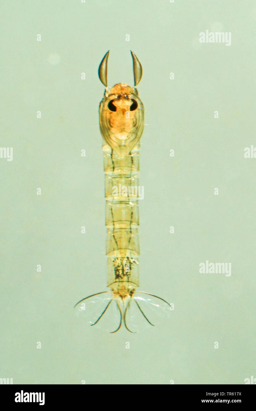 Larva of phantom midge hi-res stock photography and images - Alamy