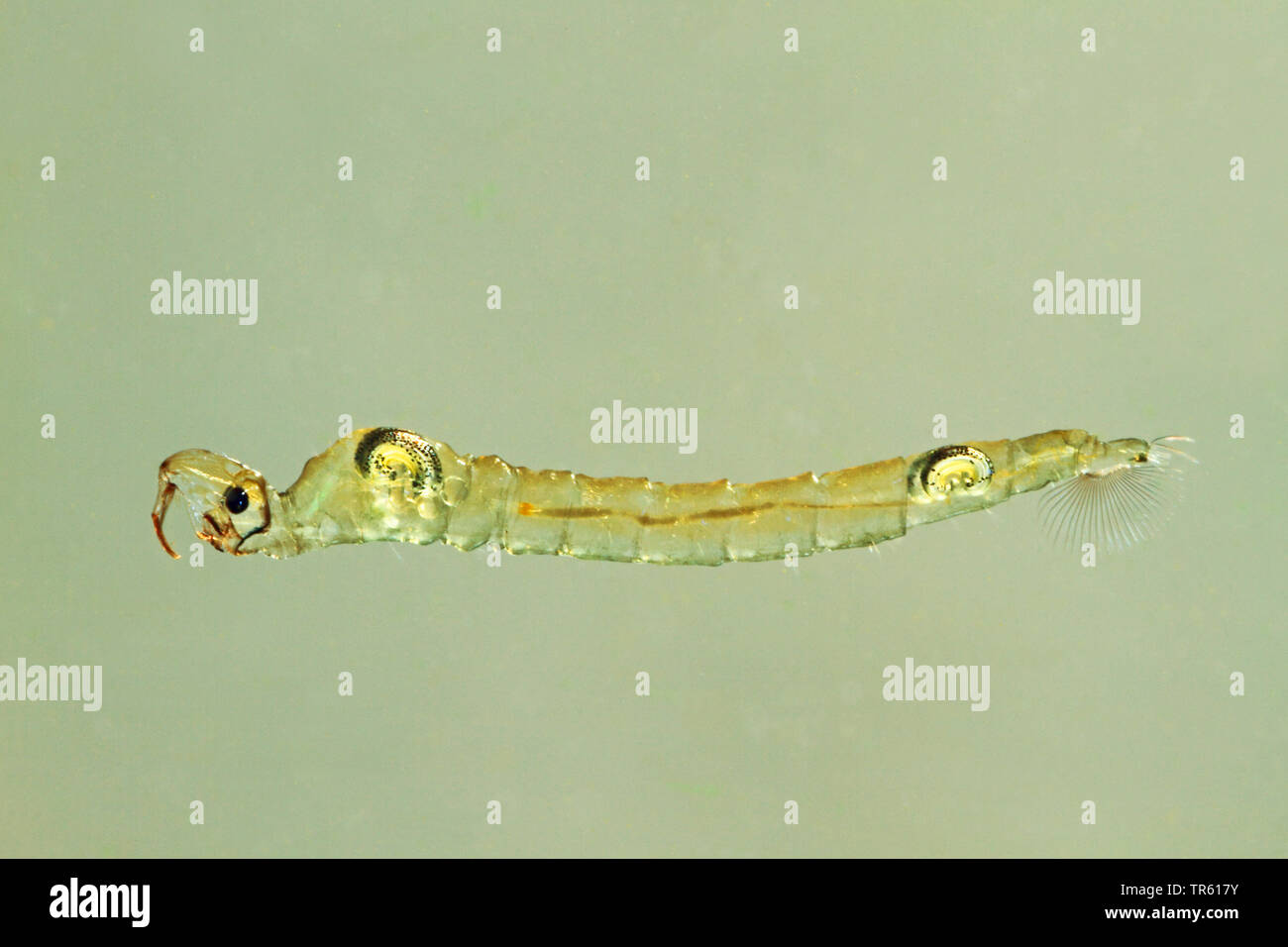 Larva of phantom midge hi-res stock photography and images - Alamy