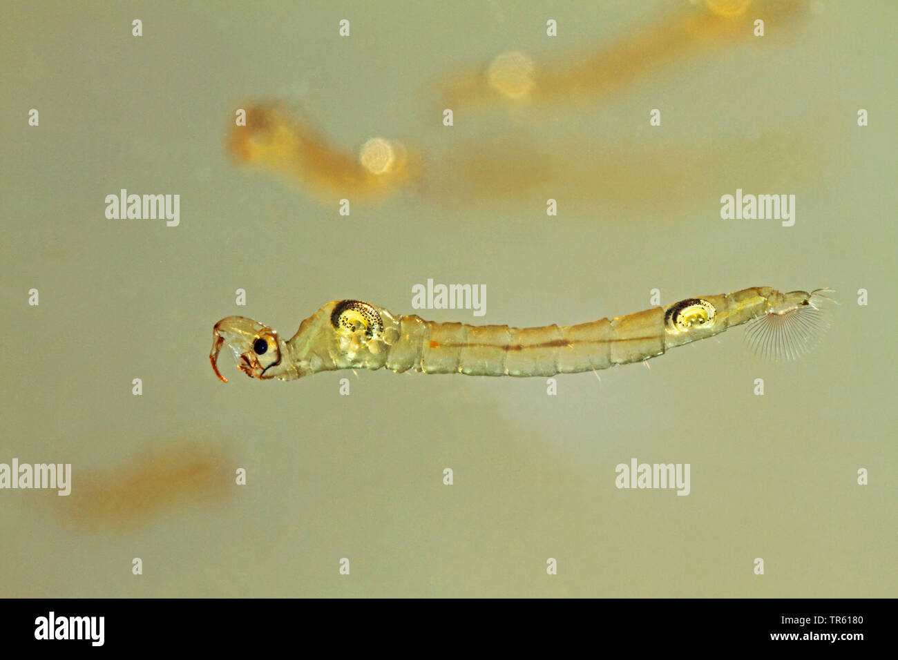 phantom midge, glassworm (Chaoborus spec.), larvae in water, Germany ...