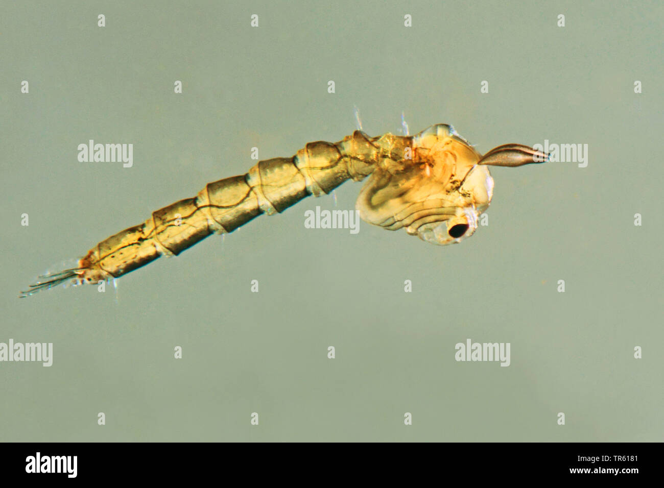 Larva of phantom midge hi-res stock photography and images - Alamy