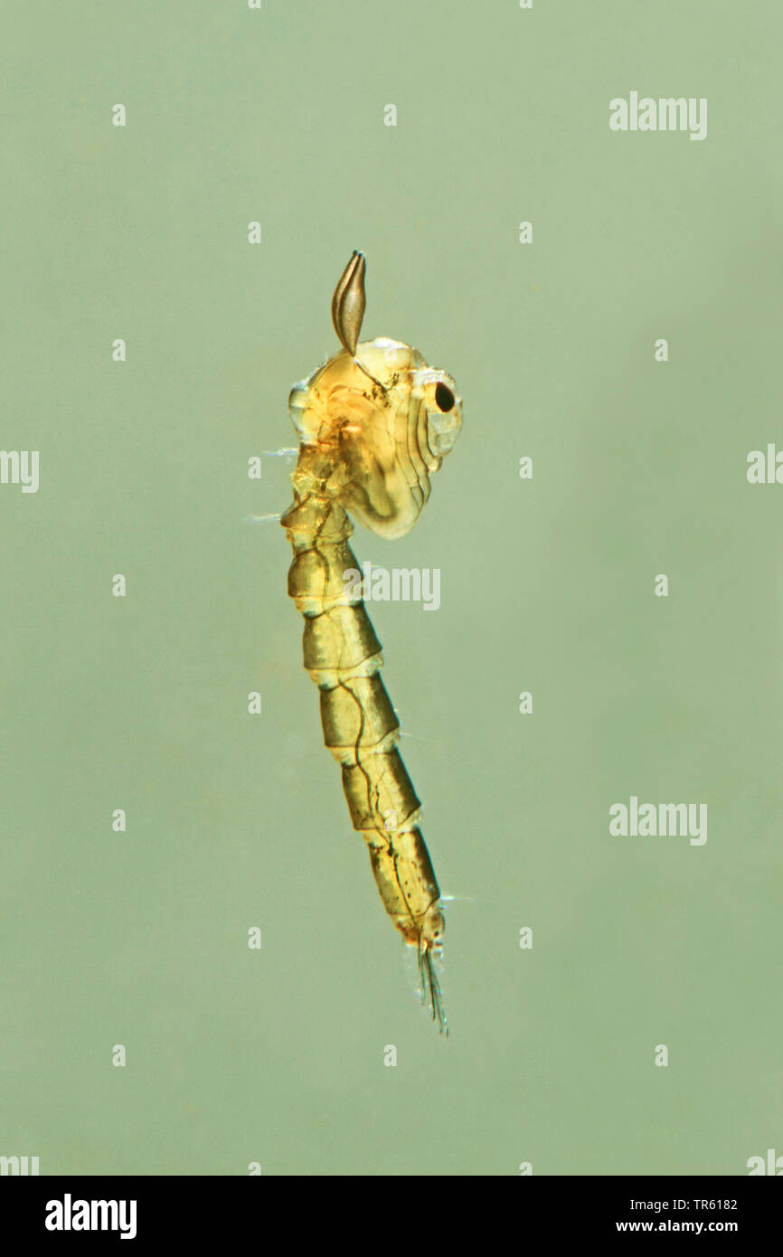 phantom midge, glassworm (Chaoborus spec.), larvae in water, Germany ...