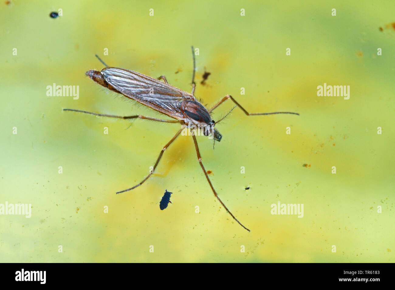 phantom midge, glassworm (Chaoborus spec.), on water, Germany Stock ...