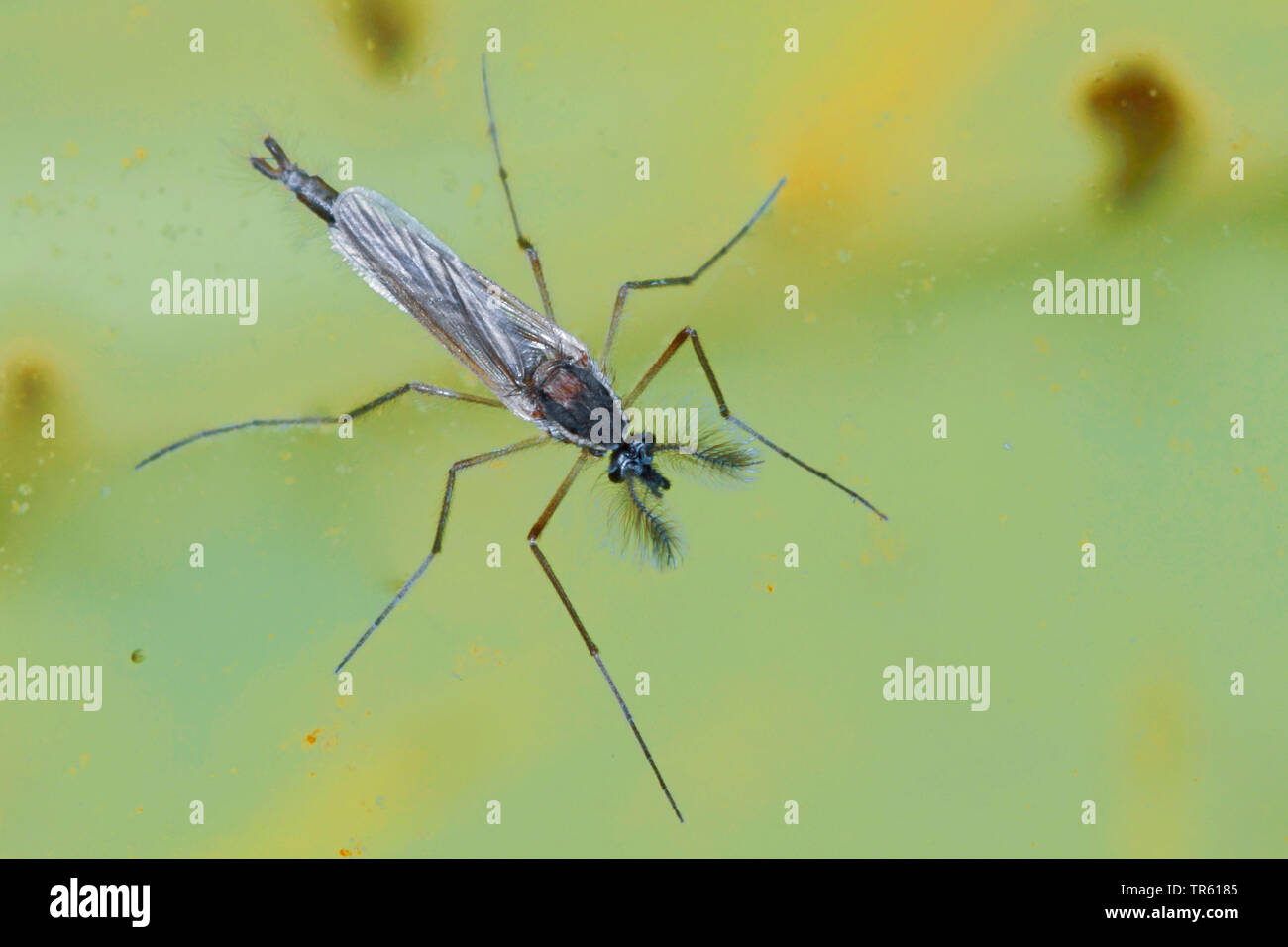 phantom midge, glassworm (Chaoborus spec.), on water, Germany Stock ...