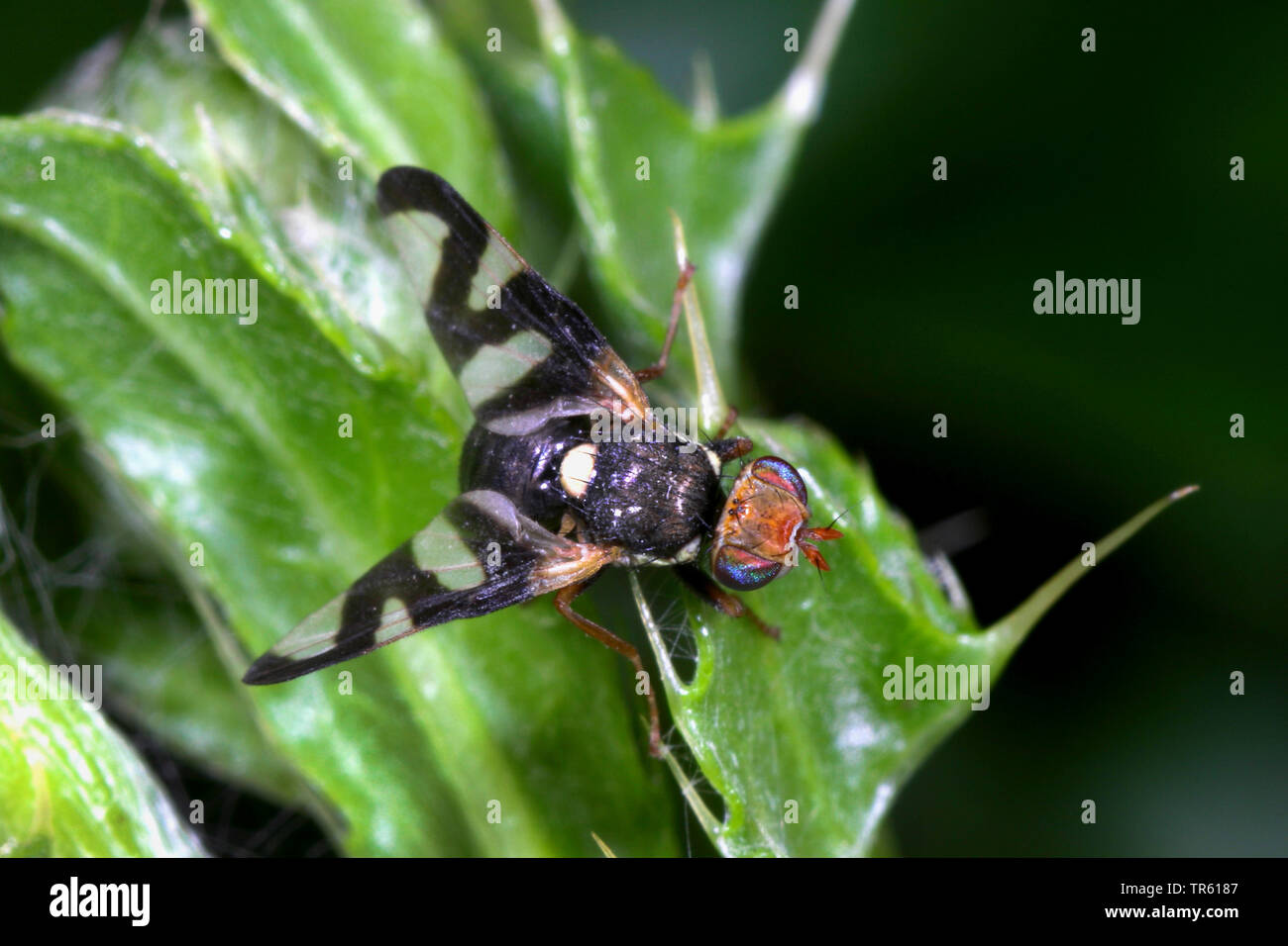 Canada thistle gall fly (Urophora cardui), sitting on a thistle ...
