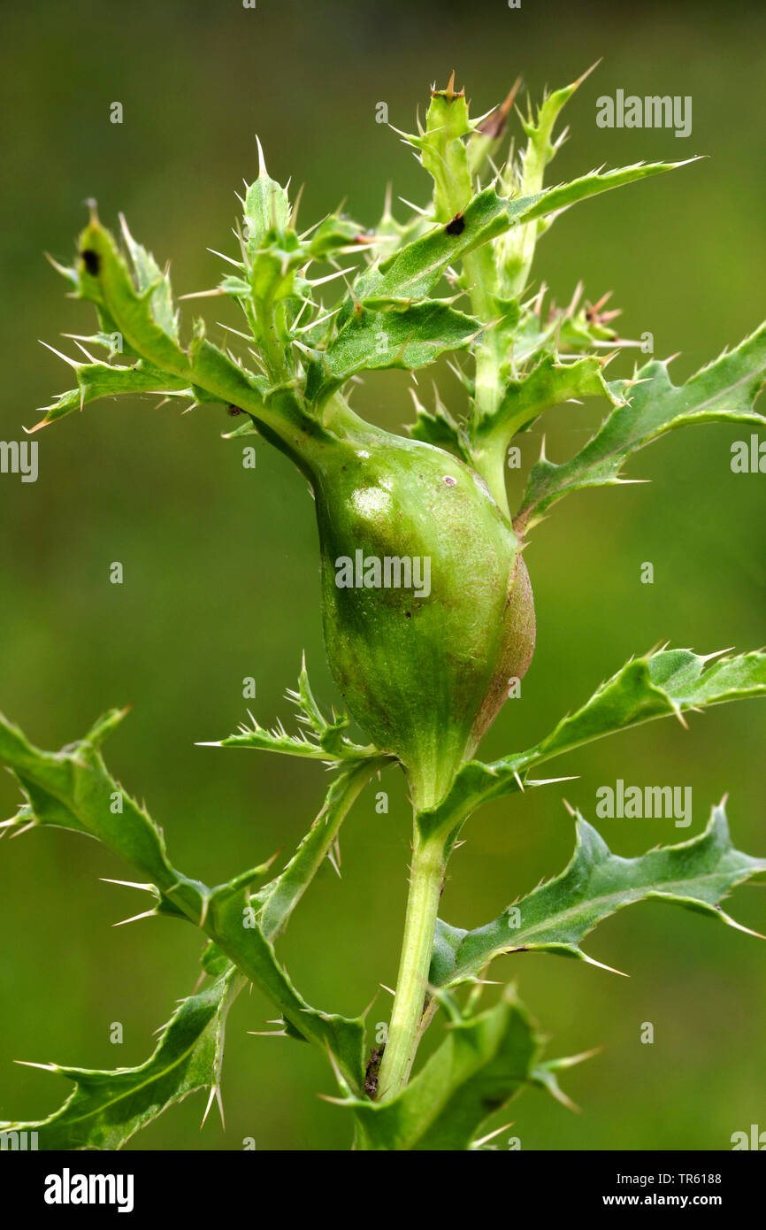 Thistle gall fly urophora cardui hi-res stock photography and images ...