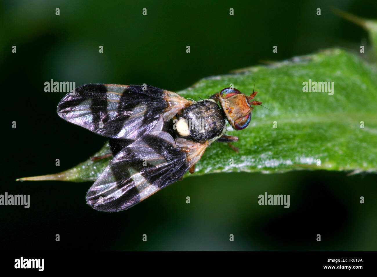 Canada thistle gall fly (Urophora cardui), sitting on a thistle ...