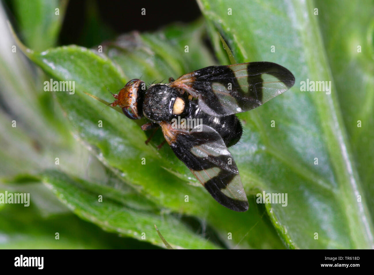 Canada thistle gall fly (Urophora cardui), sitting on a thistle ...