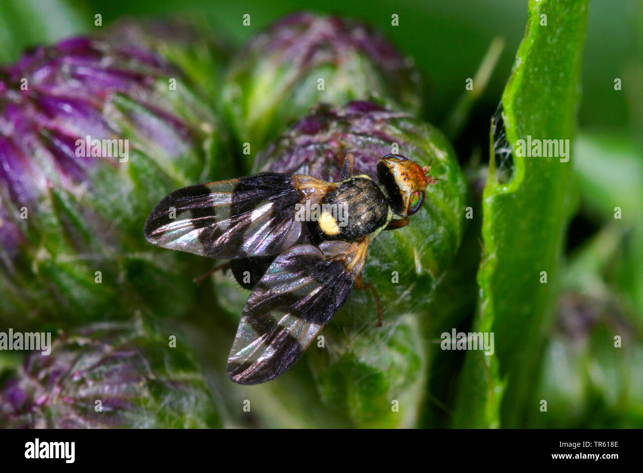 Canada thistle gall fly (Urophora cardui), sitting on a thistle ...