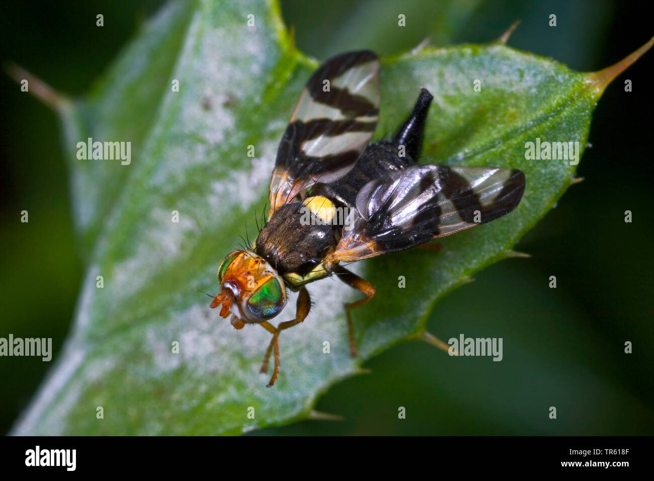 Canada thistle gall fly hi-res stock photography and images - Alamy