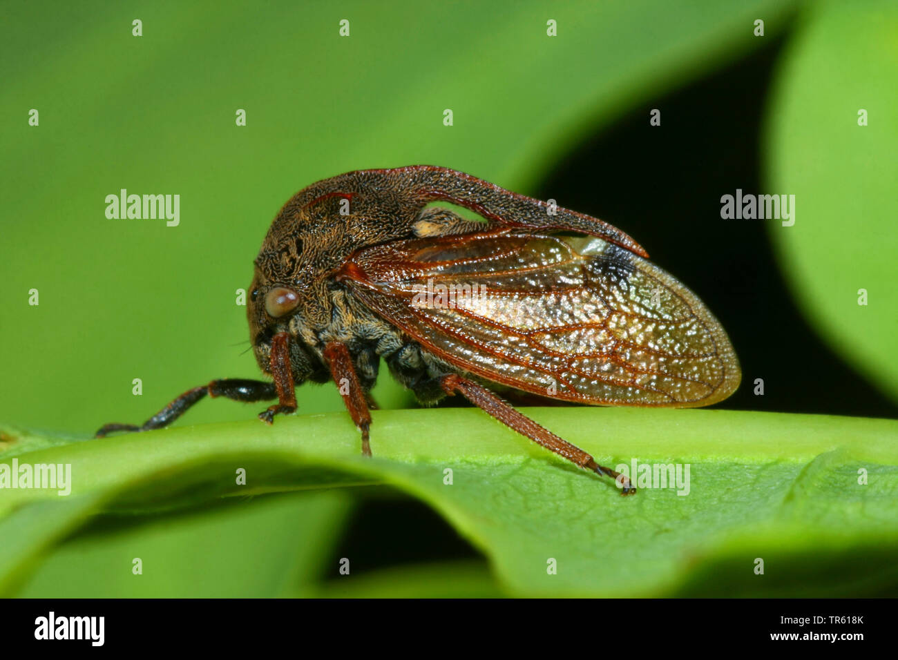 Horned treehopper centrotus cornutus hi-res stock photography and ...