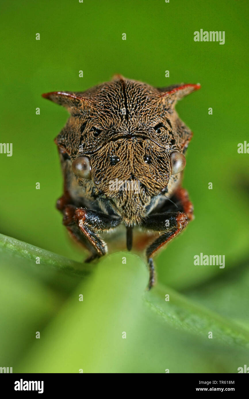 horned treehopper (Centrotus cornutus), sitting on a leaf, Germany ...