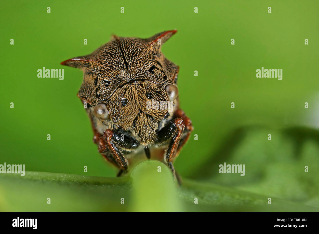 horned treehopper (Centrotus cornutus), sitting on a leaf, Germany ...