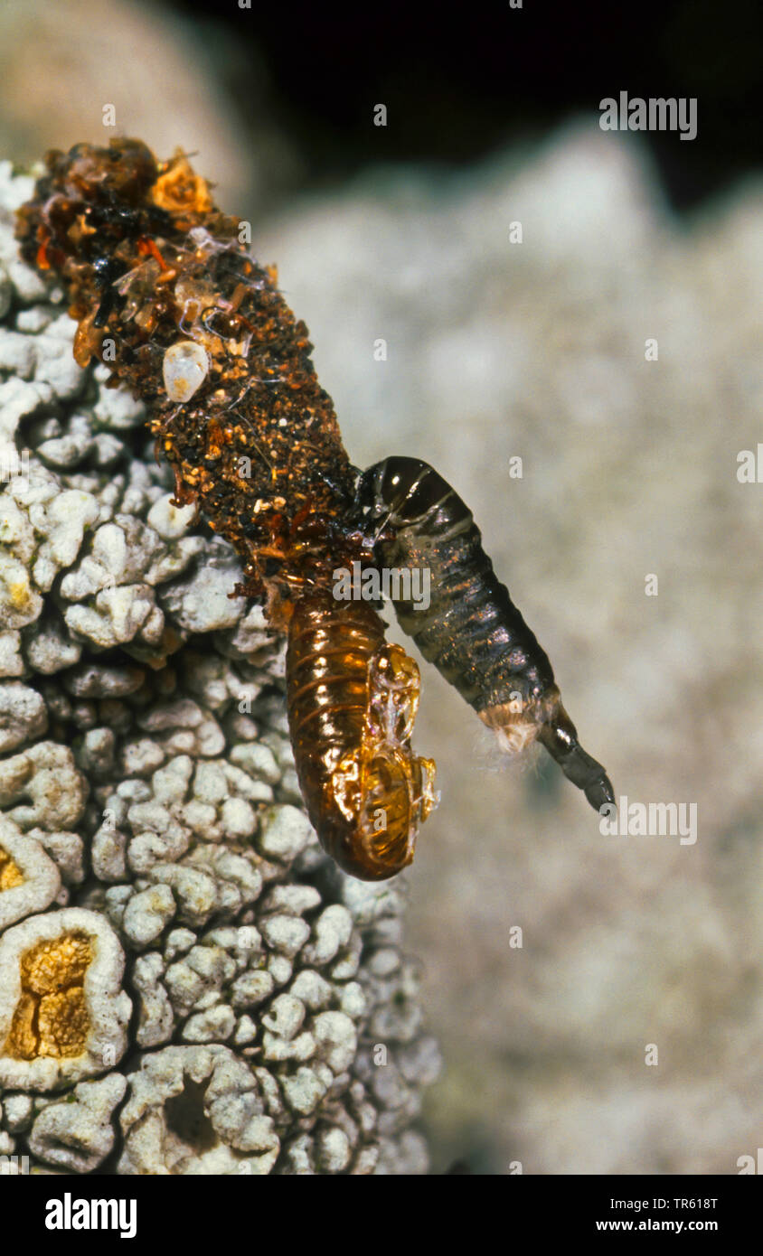 bagworm moth, bagworm, bagmoth (Dahlica triquetrella, Dahlica ...