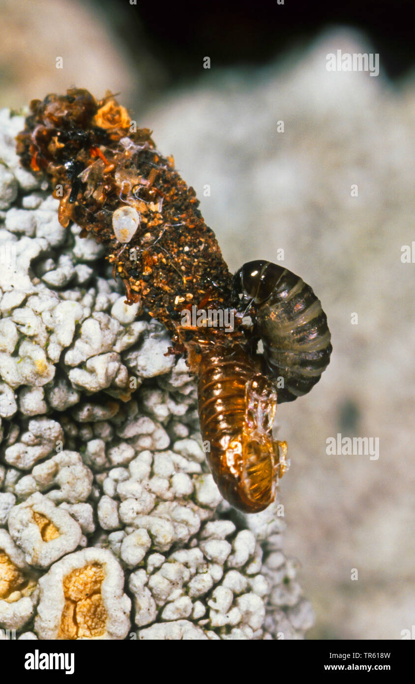 bagworm moth, bagworm, bagmoth (Dahlica triquetrella, Dahlica ...