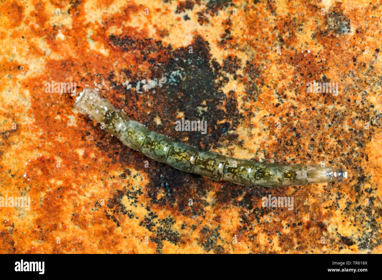 solitary midge (Thaumalea spec.), larva under water, Germany Stock ...