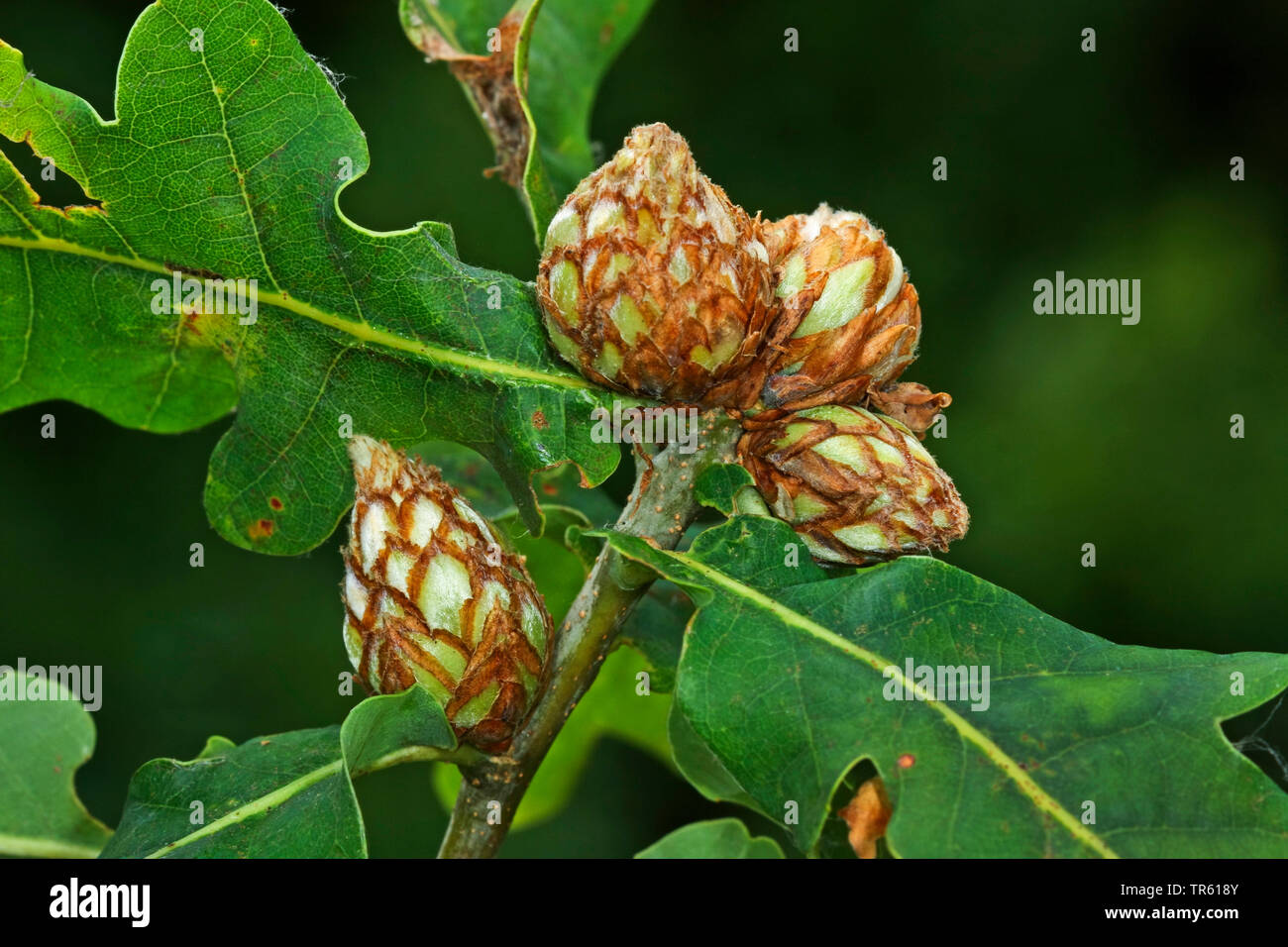 Artichoke Gall Wasp, larch cone gall cynipid, hop gall wasp (Andricus ...
