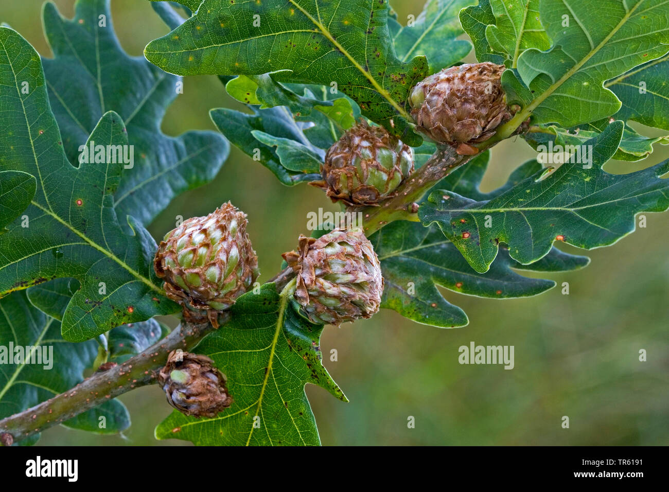 Artichoke Gall Wasp, larch cone gall cynipid, hop gall wasp (Andricus ...