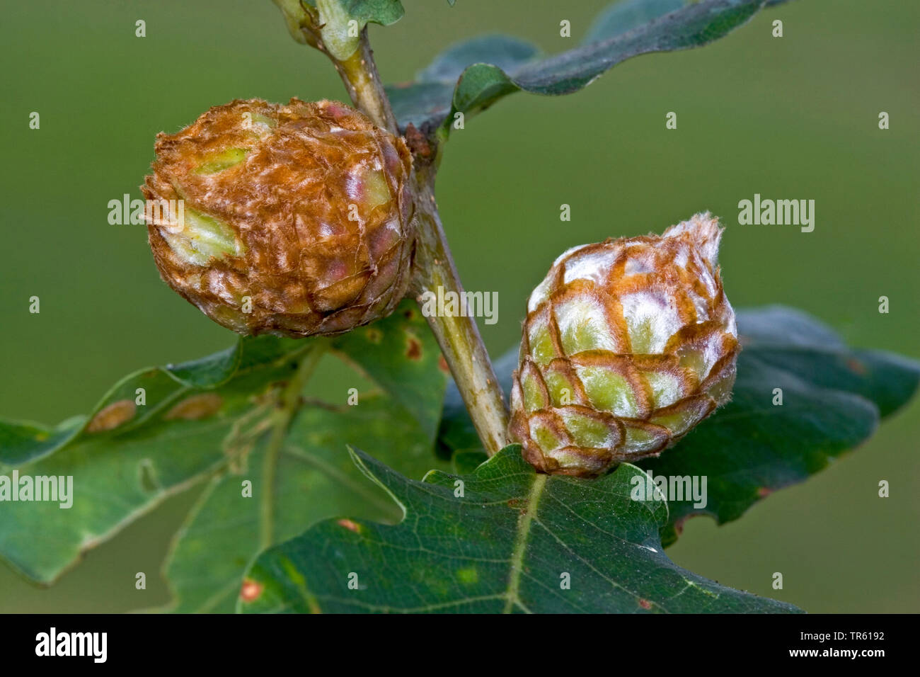 Artichoke Gall Wasp, larch cone gall cynipid, hop gall wasp (Andricus ...