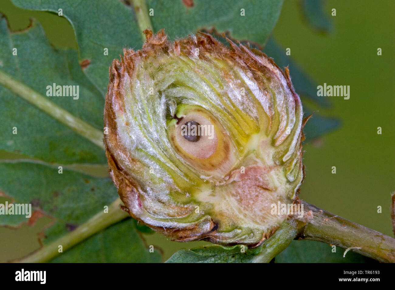 Gall wasp artichoke gall andricus fecundator hi-res stock photography ...