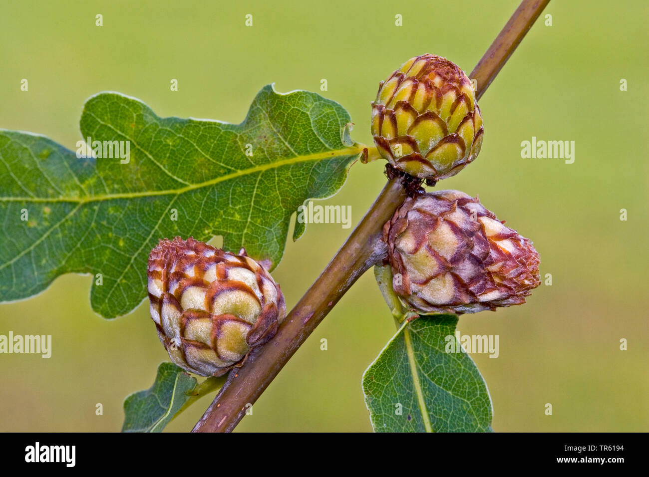 Artichoke Gall Wasp, larch cone gall cynipid, hop gall wasp (Andricus ...
