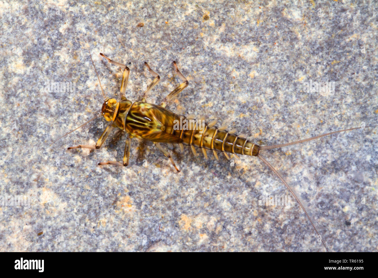 mayfly (Baetis alpinus), nymph under water, Germany Stock Photo - Alamy