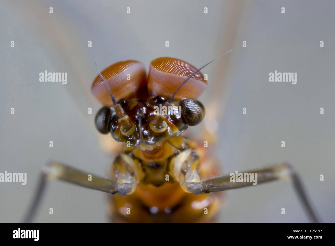 Turbinate eyes hi-res stock photography and images - Alamy