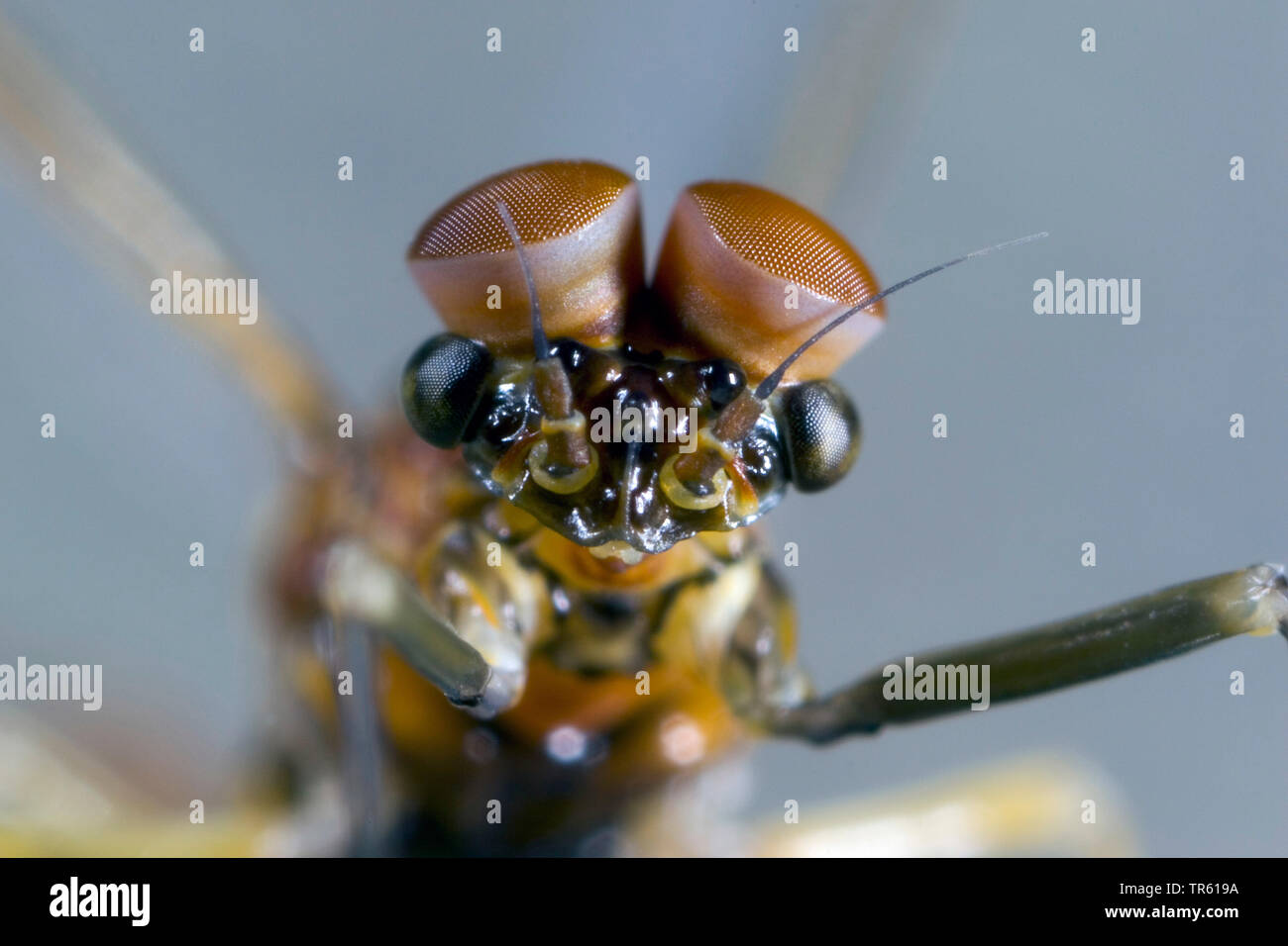 Large Dark Olive Mayfly (Baetis rhodani), male with turbinate eyes ...