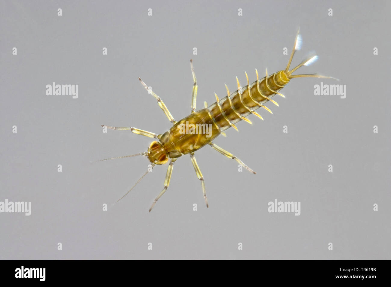 Baetis rhodani mayfly hi-res stock photography and images - Alamy