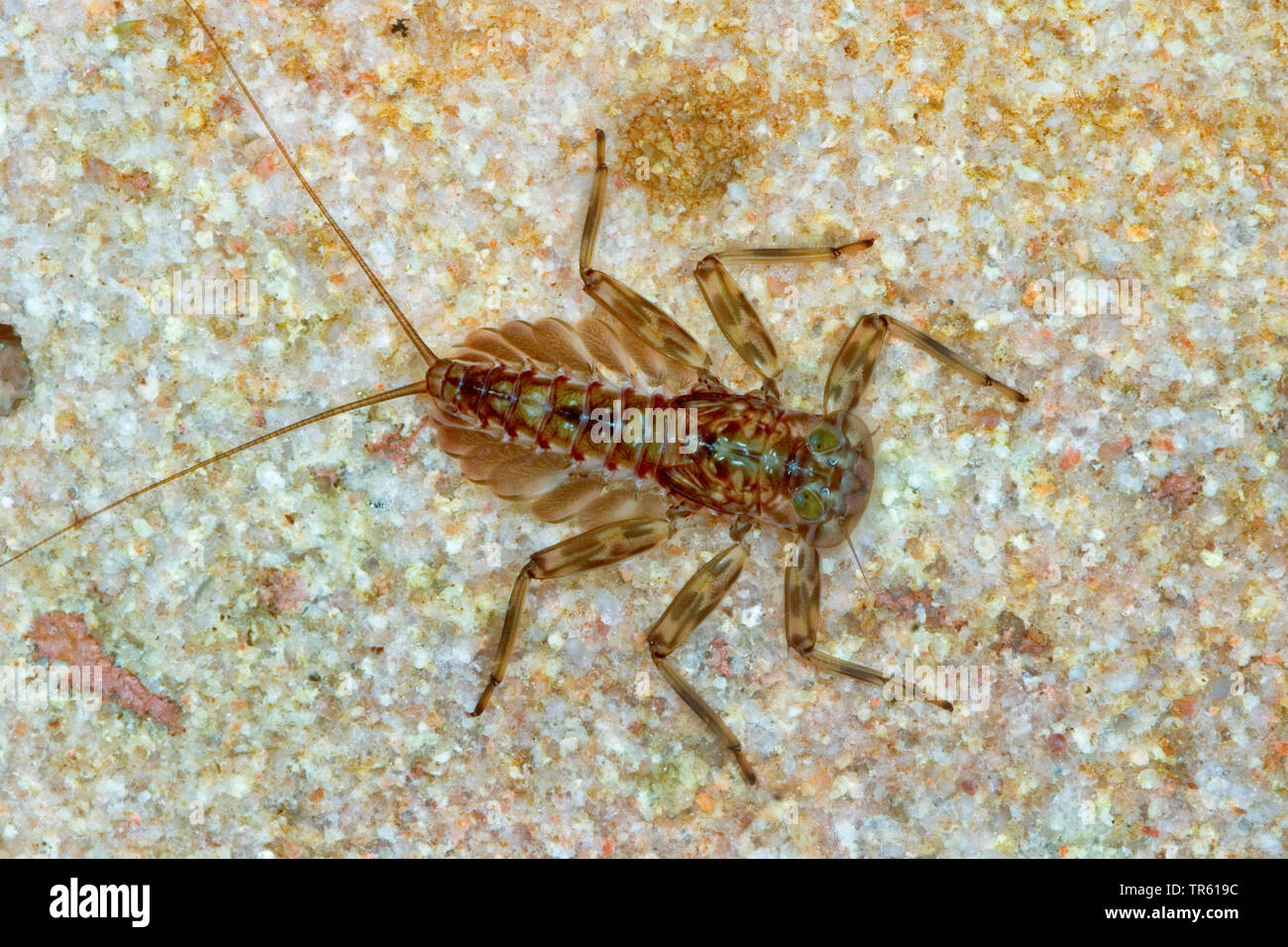 mayfly (Epeorus sylvicola), nymph, Germany Stock Photo - Alamy