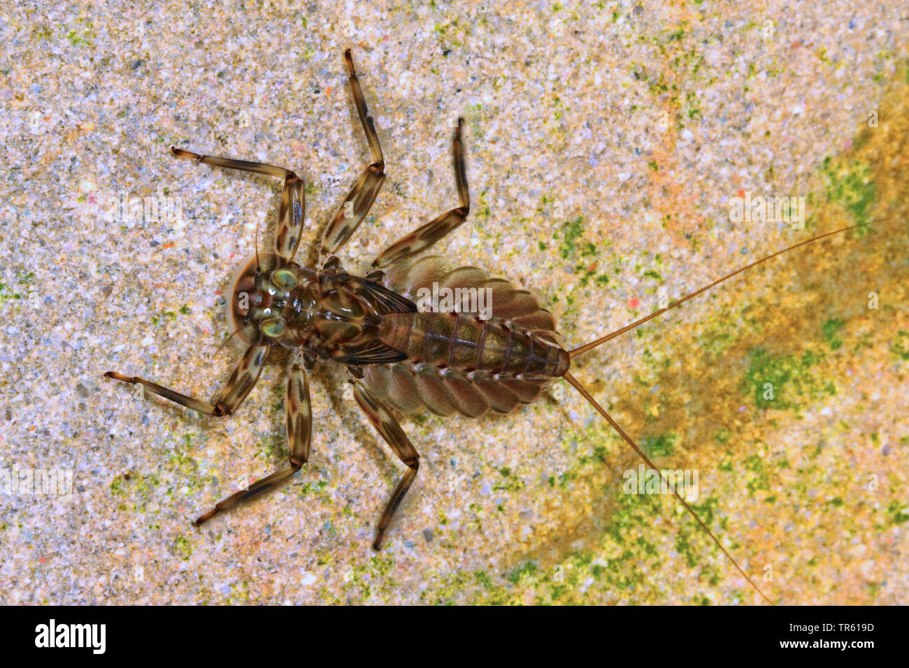 Mayfly nymph hi-res stock photography and images - Alamy