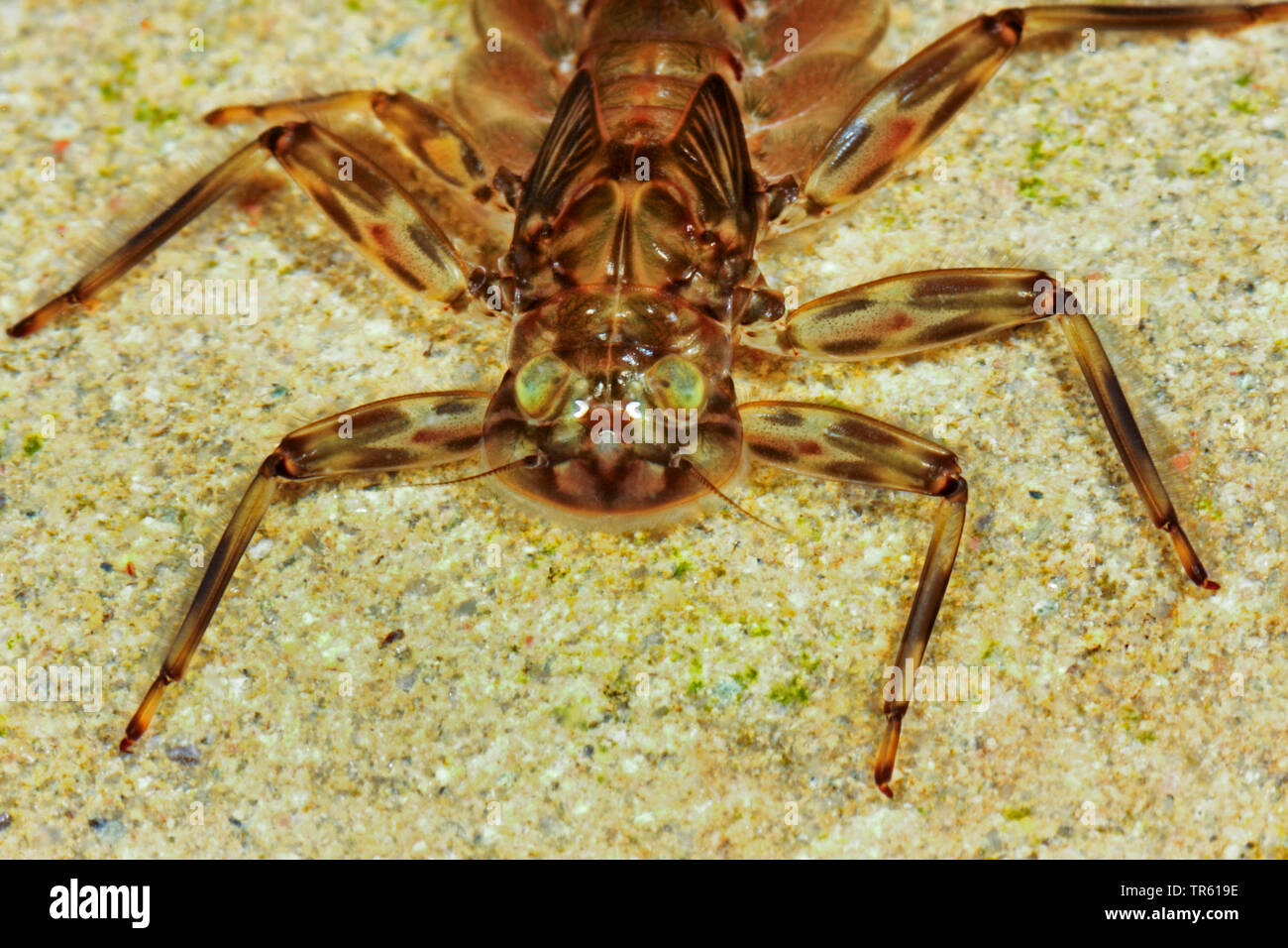 Mayfly nymph hi-res stock photography and images - Alamy