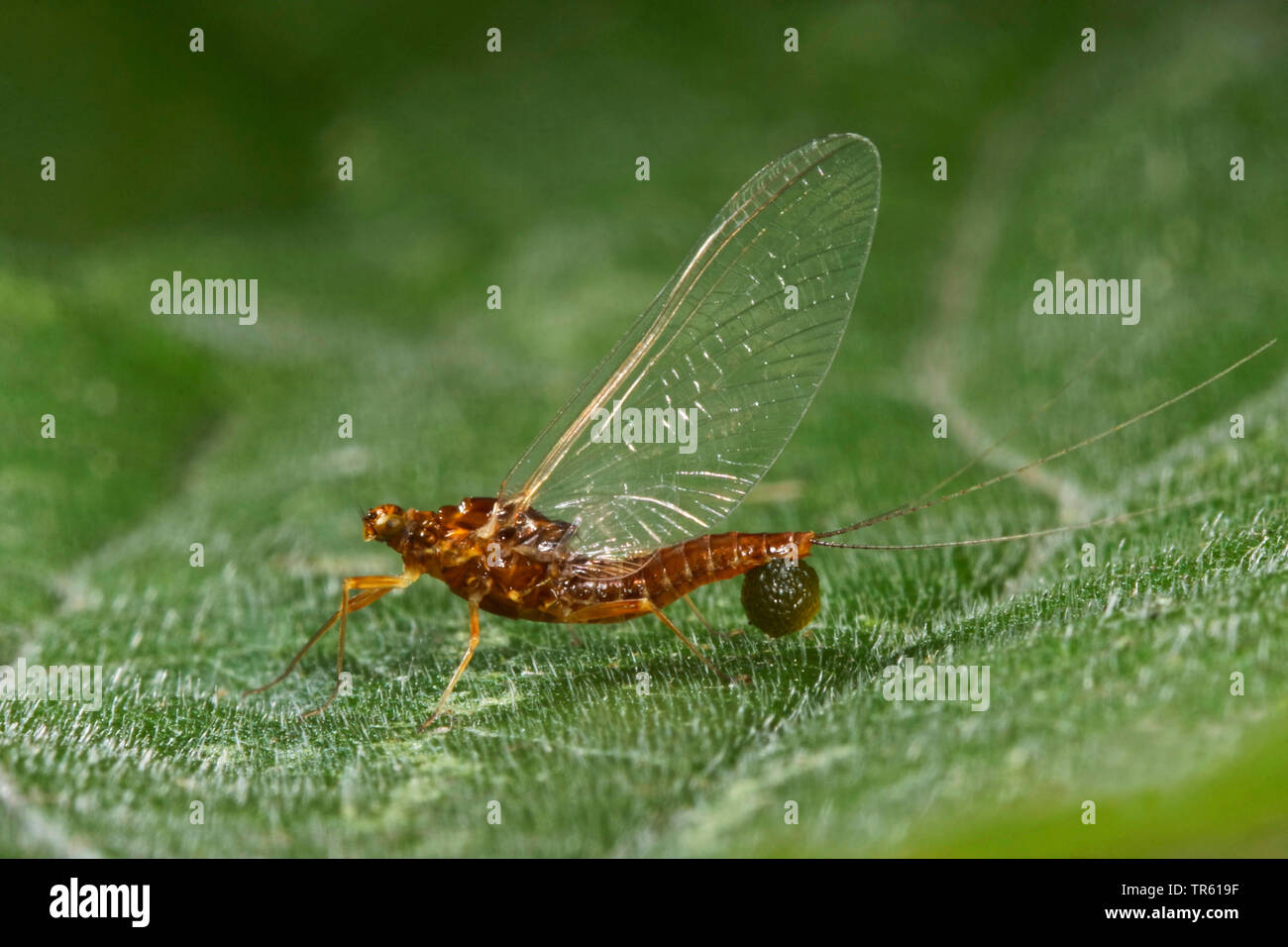Single egg laying on side hi-res stock photography and images - Alamy