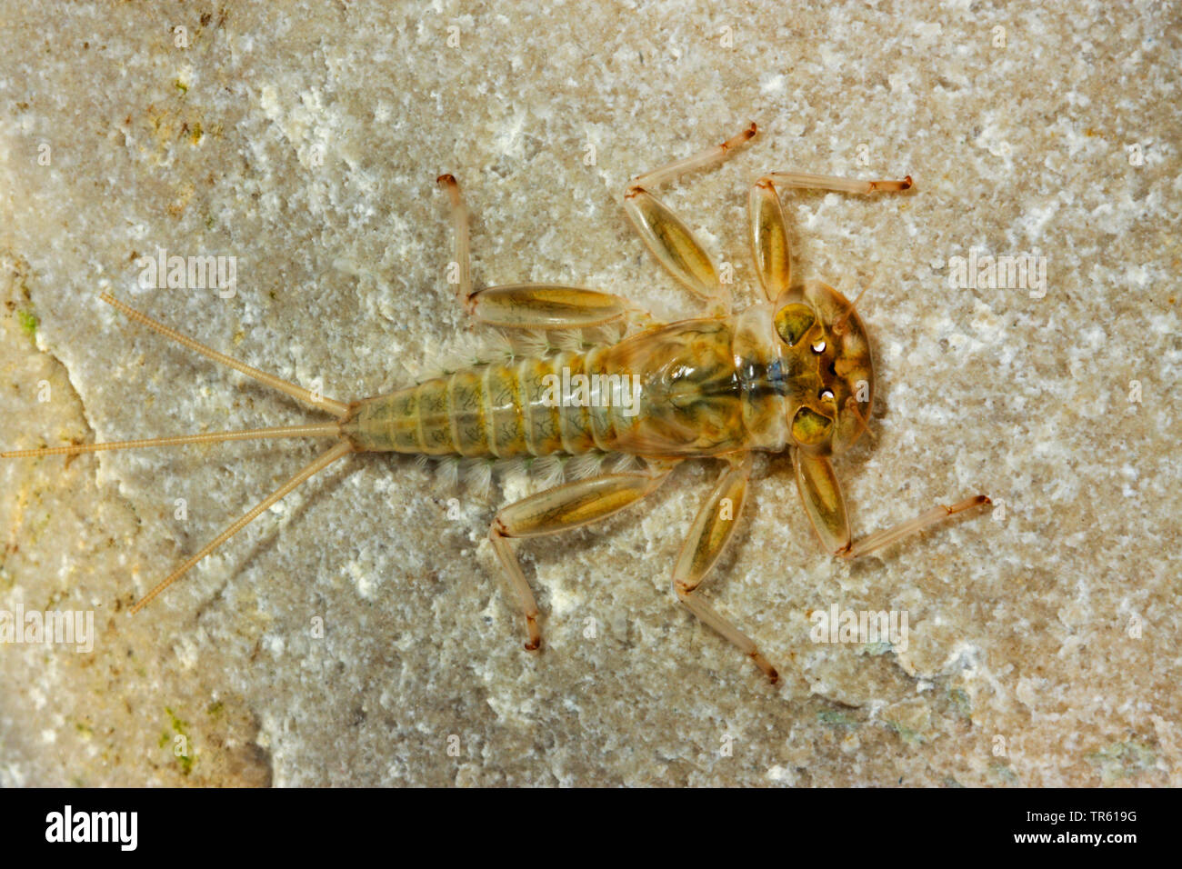 Mayfly larvae hi-res stock photography and images - Alamy