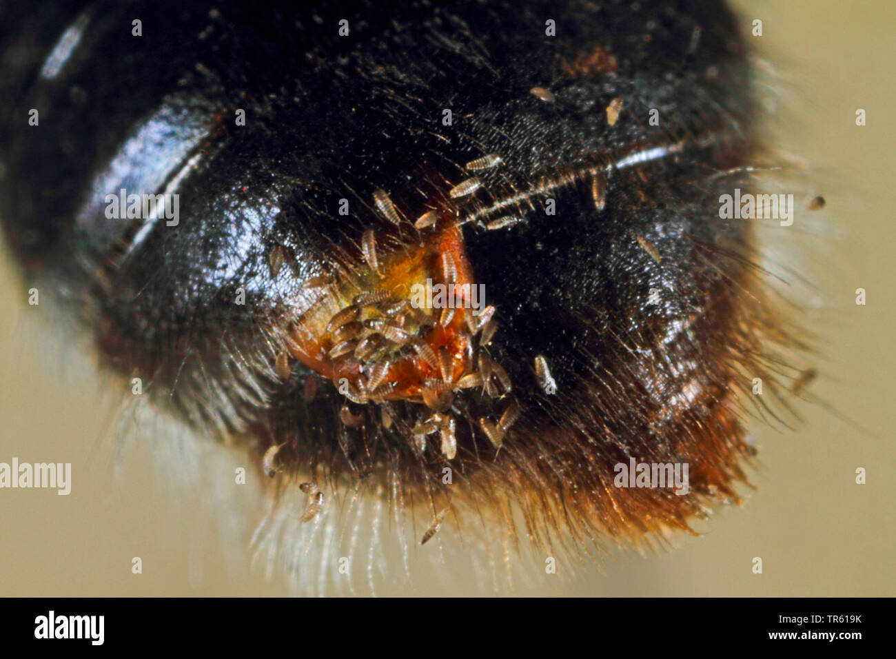 Strepsiptera parasite hi-res stock photography and images - Alamy