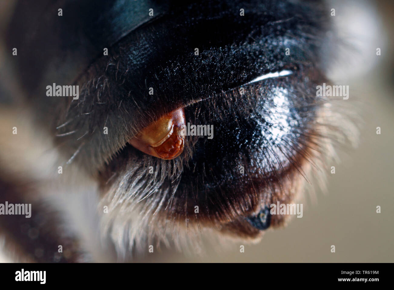 twisted-wing parasite (Stylops spec.), female on the abdomen of a wild ...