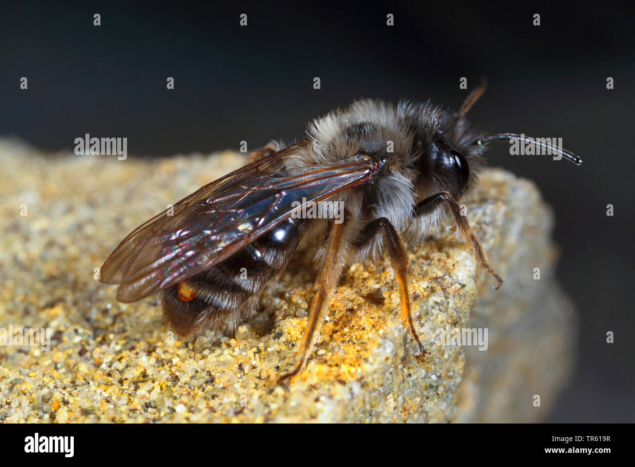 twisted-wing parasite (Stylops spec.), female on the abdomen of a wild ...