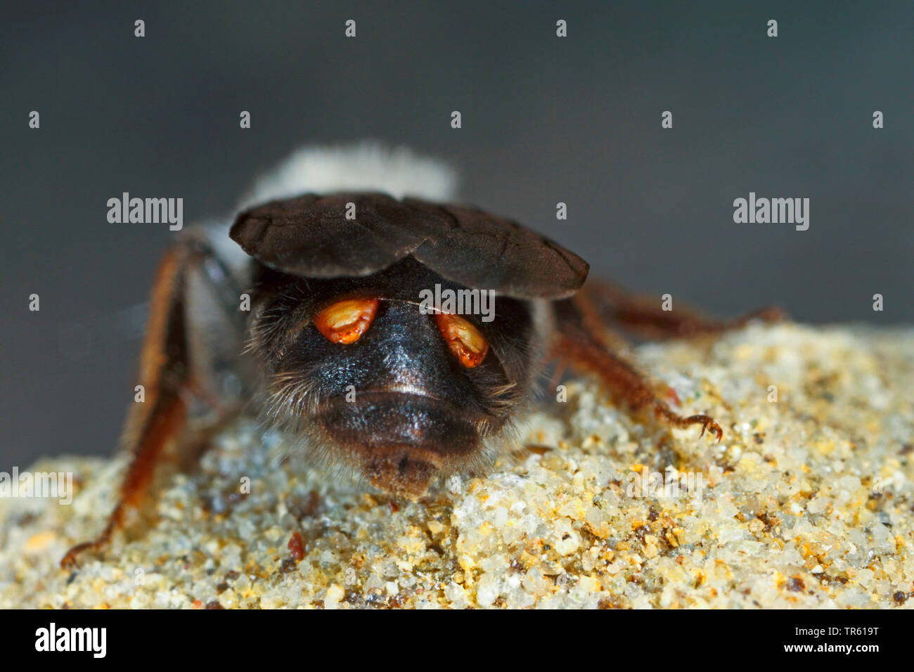 twisted-wing parasite (Stylops spec.), female on the abdomen of a wild ...