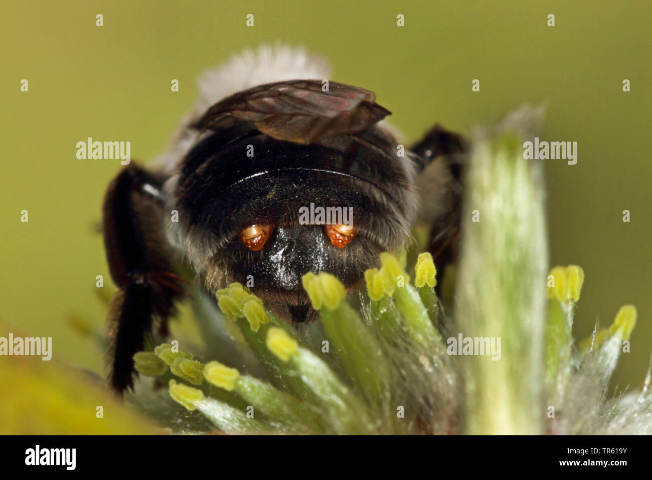 twisted-wing parasite (Stylops spec.), female on the abdomen of a wild ...