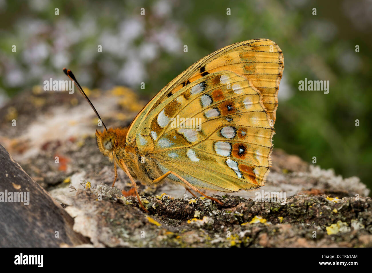 Wings closed closed wings hi-res stock photography and images - Alamy