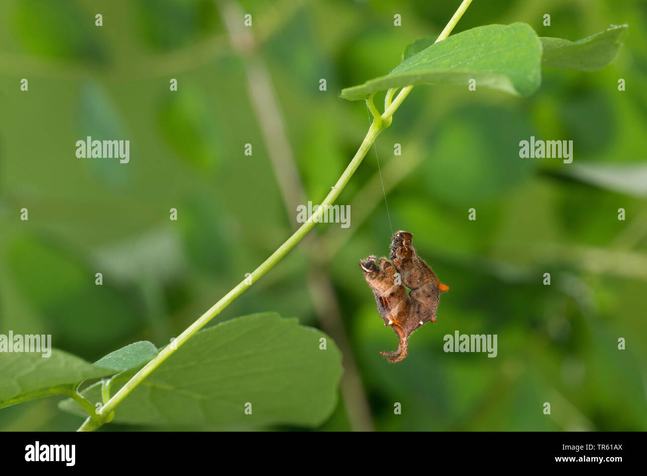 lilac beauty (Apeira syringaria, Hygrochroa syringaria, Pericallia ...