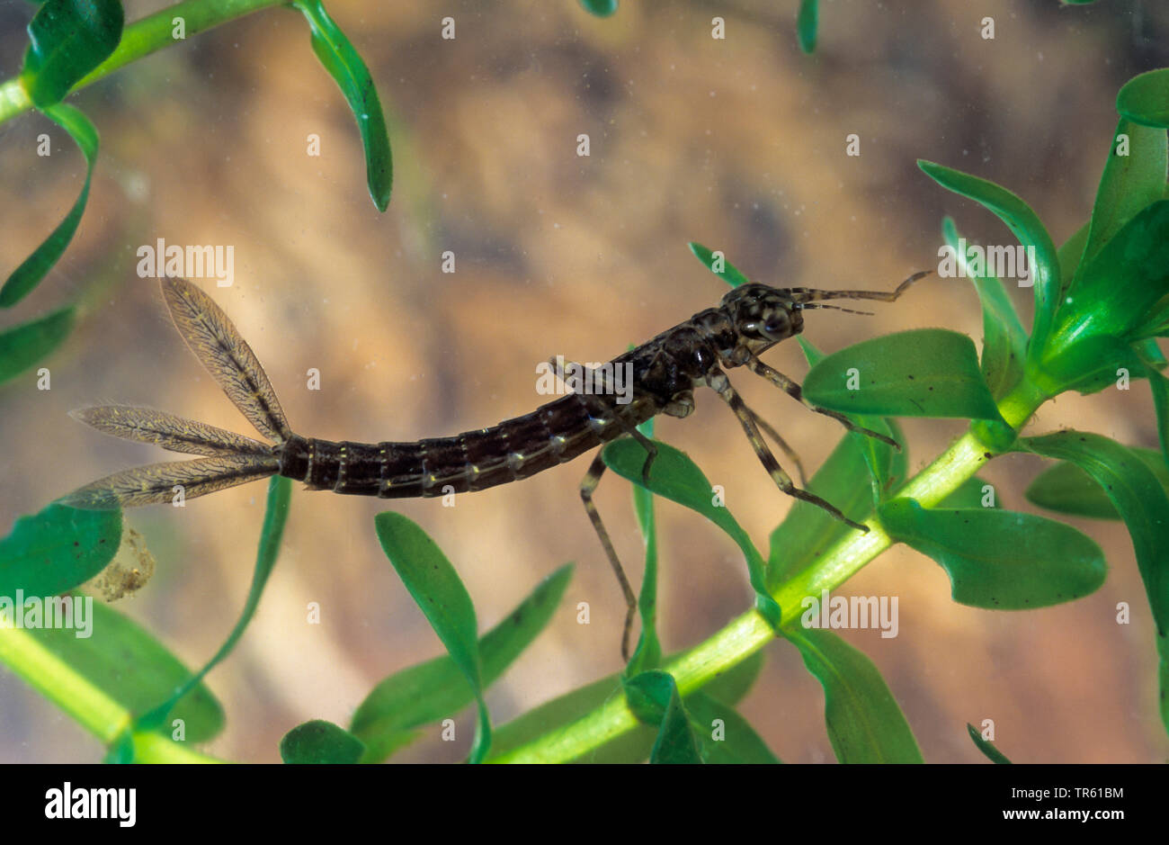Damselfly larvae hi-res stock photography and images - Alamy