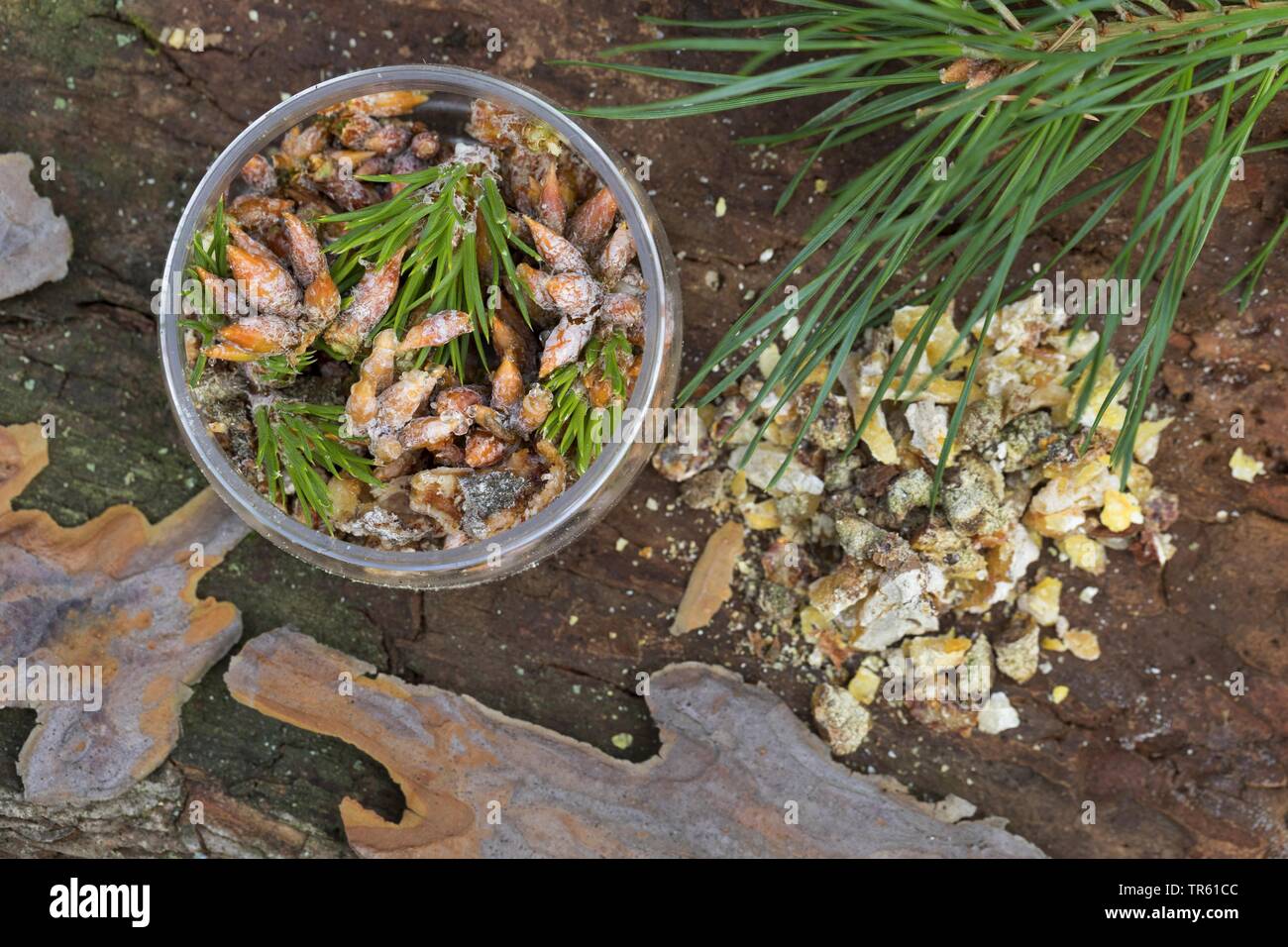 Scotch pine, Scots pine (Pinus sylvestris), pine resin is collected ...