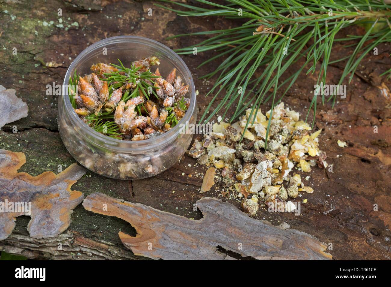 Scotch pine, Scots pine (Pinus sylvestris), pine resin is collected ...