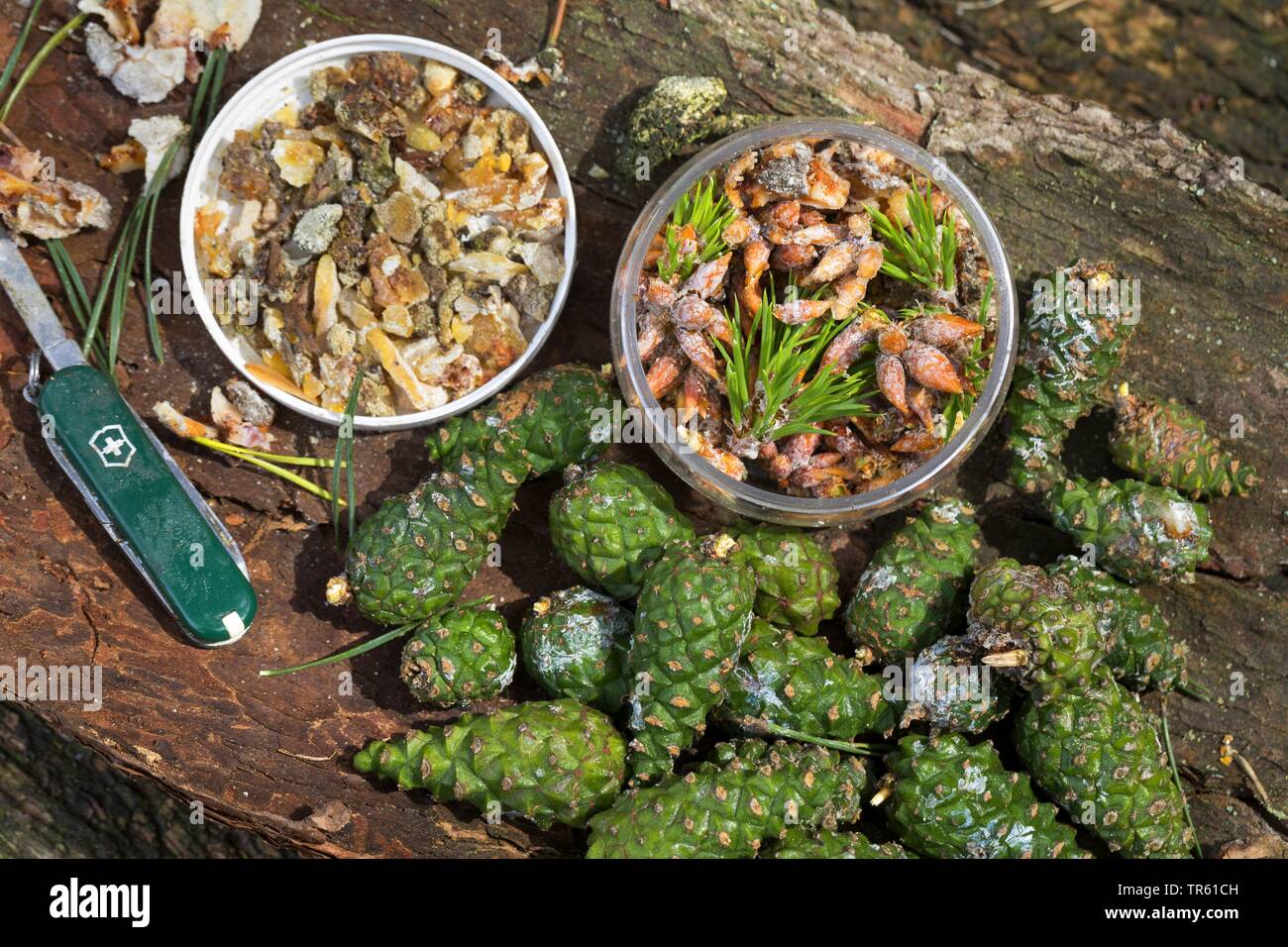 Jack pine trees hi-res stock photography and images - Alamy
