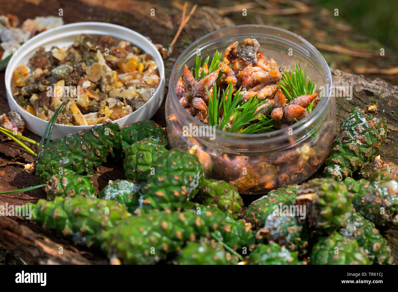 Pitch pine cones hi-res stock photography and images - Alamy