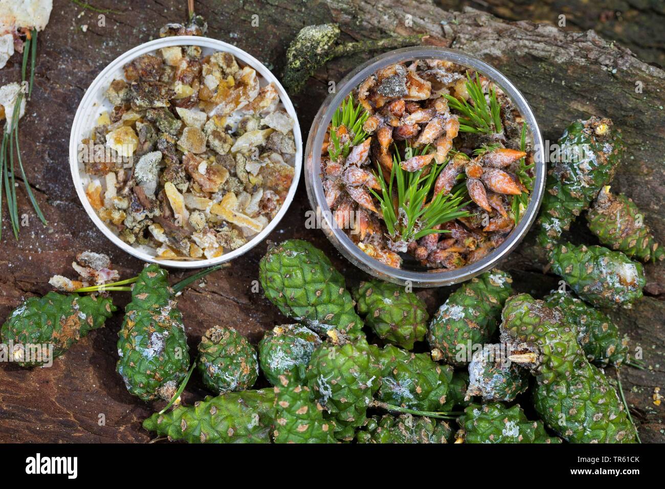 Scotch pine, Scots pine (Pinus sylvestris), pine resin is collected ...