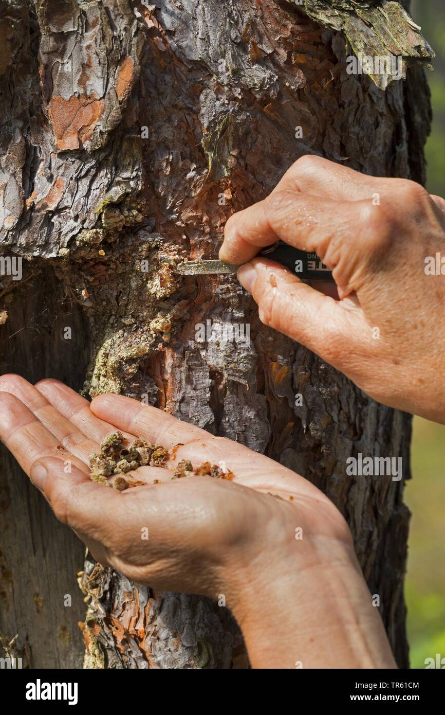 Scotch pine, Scots pine (Pinus sylvestris), pine resin is collected ...